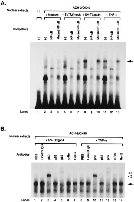 Nf ␬ B Binding Activity Induced By Cross Linking Of Ox40 A Analysis