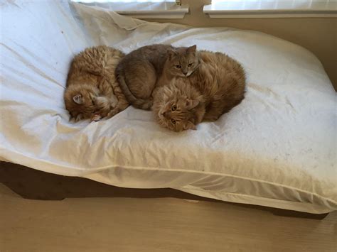 Orange Cuddle Puddle Scrolller