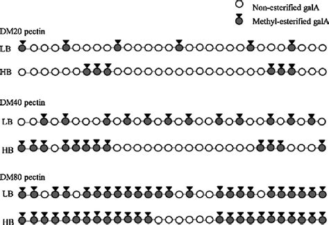 Schematic Representation Of Low Db And High Db Structures Of Pectins Download Scientific