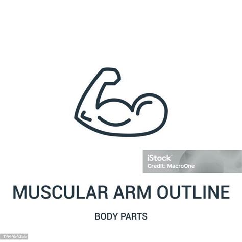 신체 부위 컬렉션에서 근육 팔 개요 아이콘 벡터 얇은 라인 근육 팔 개요 개요 아이콘 벡터 일러스트 레이 션 근육에 대한 스톡 벡터 아트 및 기타 이미지 Istock
