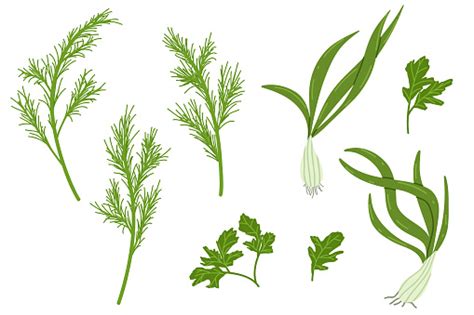 녹색 분기 벡터 일러스트 세트는 흰색 배경에 고립되어 있습니다 식용 녹지 딜 파슬리 파 세트 요리 허브 손으로 그린 야채 개체 그룹에 대한 스톡 벡터 아트 및 기타 이미지