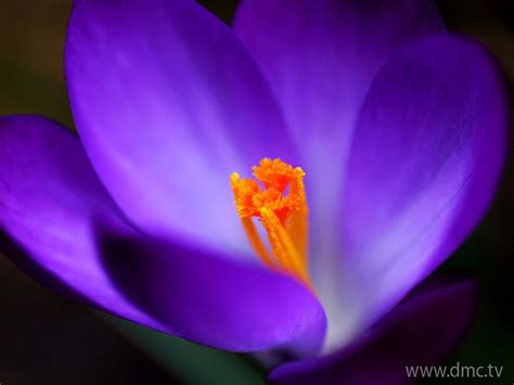 ดอกบัวดิน รูปภาพดอกไม้สวยๆ