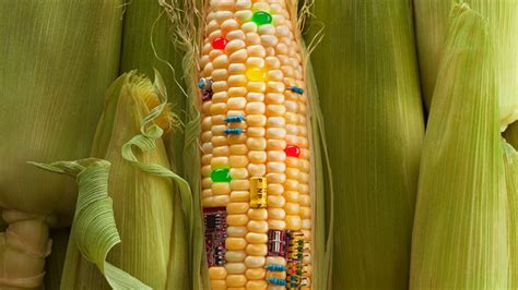 Examples Of Genetically Modified Crops