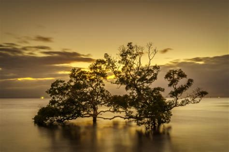 Tree In The Sea Australian Photography