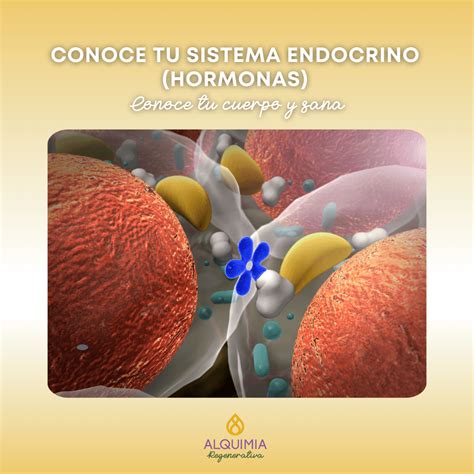 Conoce Tu Sistema Endocrino Hormonas Alquimia Regenerativa