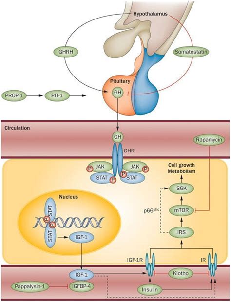 Hallmarks Of Aging Series Part Iii Nutrient Sensing Mitochondrial Dysfunction And Senescent