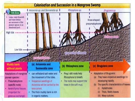 Chapter 8 Dynamic Ecosystem Ppt