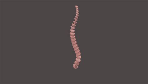 3d File Intervertebral Disk Segmented 💾 ・3d Print Design To Download・cults