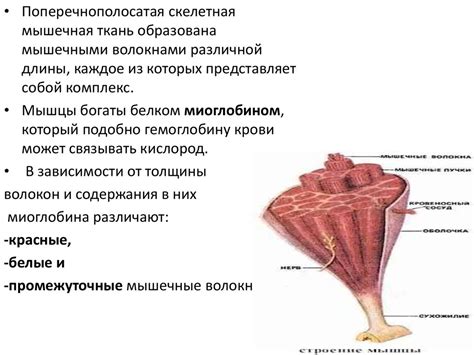 Общая анатомия мышц - online presentation