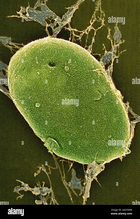 Cell Nucleus Coloured Scanning Electron Micrograph Sem The Cell Nucleus Contains The Cells