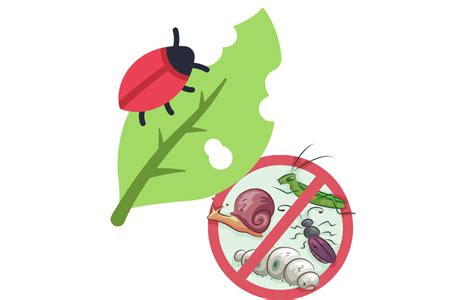 Whats Eating My Garden Greens 5 Common Garden Pests Whats Eating My Garden Greens 5 Common Garden Pests