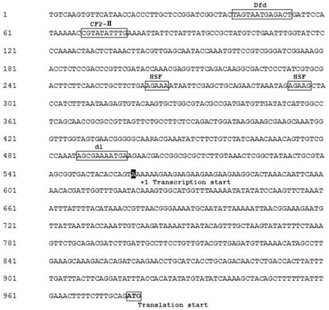 Nucleotide Sequence And Putative Transcription Factor Binding Sites Of Download Scientific