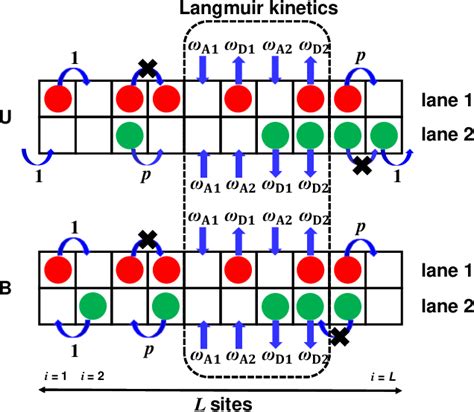 Figure 1 From Two Lane Totally Asymmetric Simple Exclusion Process With Extended Langmuir