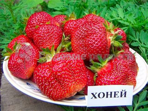 Хоней (10 штук) • Садові Радості