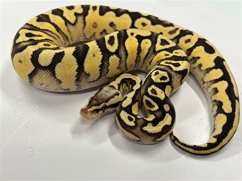 Pastel Enchi Lucifer Het 100 Het Albino Poss Het Pied Ball Python By