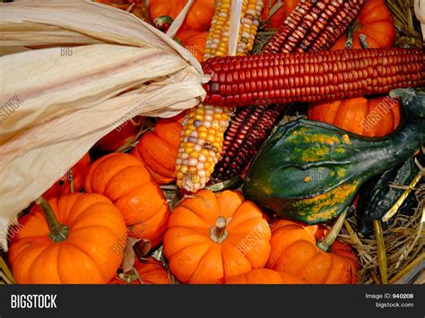 Indian Corn Image And Photo Free Trial Bigstock