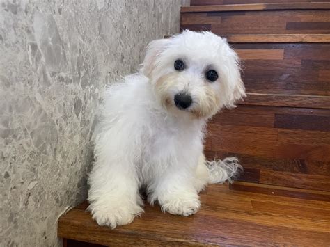 비숑프리제 옹심이 실버말티푸가격 실버푸들가격 실버먼치킨가격 실버랙돌가격 실버브리티쉬숏헤어가격 실버스코티쉬폴드가격 실버러시안블루가격 실버강아지가격 실버고양이가격 미니비숑프리제