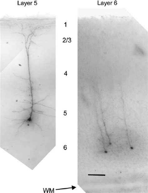 Examples Of Morphology Of Layer 5 And Layer 6 Corticothalamic Neurons Download Scientific