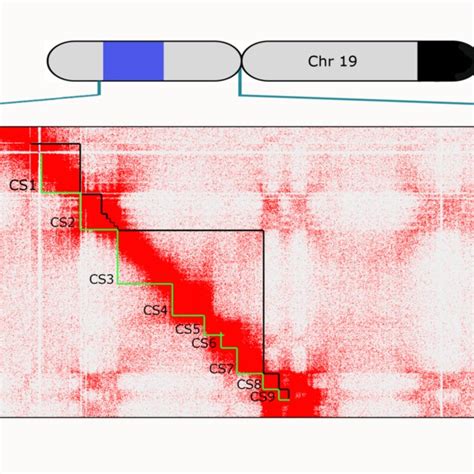Fig S2 In Situ Hi C Map Of Cs7 In Pgp1f Hi C Map Of Region Including