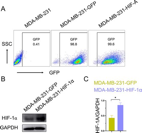 Exploratory Research For Hif 1α Overexpression Tumor Antigen In The A