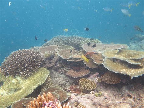 long term reef monitoring program annual summary report on coral reef