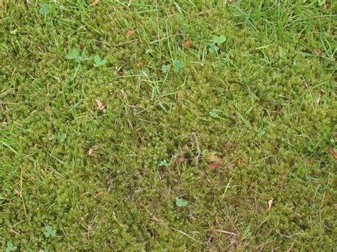 Reseeding Lawn After Moss Removal Fix Bare Patches