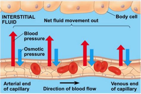 Hemodynamics Flashcards Quizlet