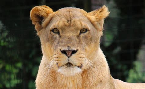 Lioness Shot Dead After Escaping From Private Farm In South Korea