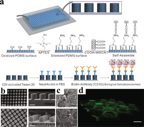 Array Of Functionalised Pdms Micropillars A Schematic Of The