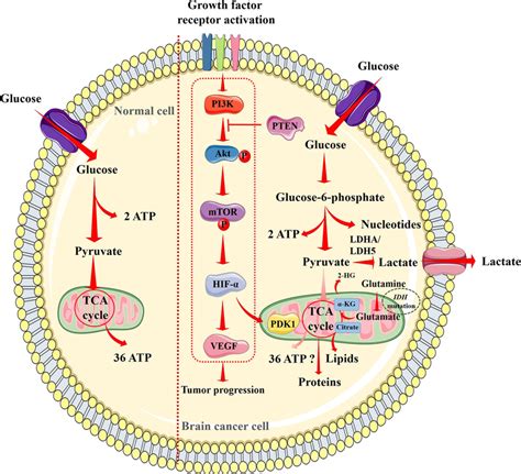 Metabolic Reprogramming In Brain Cancer Cell As Compared With The