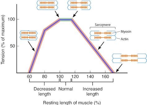 Solved Study The Figure Below Which Is Described In Physi