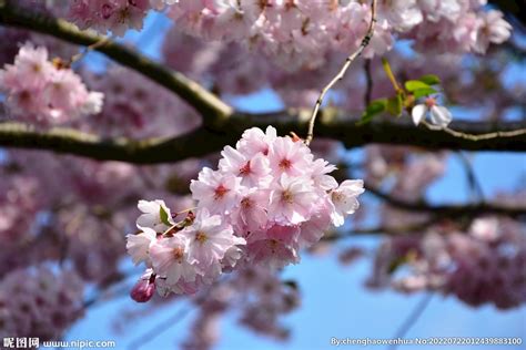 樱花摄影图 花草 生物世界 摄影图库 昵图网
