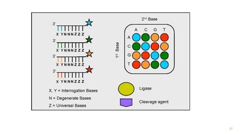 Next Generation Sequencing Strategies Pptx