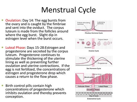 Female Reproductive Hormones Ppt