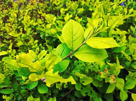 경 치 는 봄 에 푸 른 관목숲 을 촬영 한다 배경 봄 초록 Bush 배경 일러스트 및 사진 무료 다운로드 Pngtree