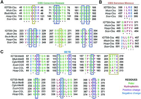 Multiple Sequence Alignments Of Cbs And C Gsl Displaying Only