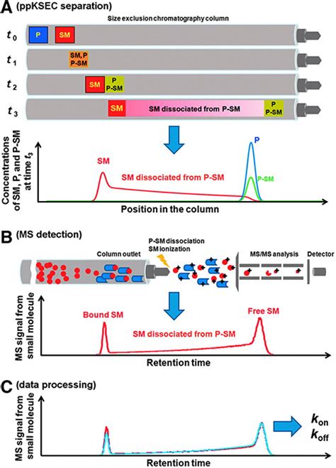 Kinetic Binding Parameters Derived From Size Exclusion Chromatography