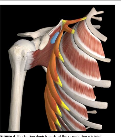 Scapulothoracic Joint Muscles