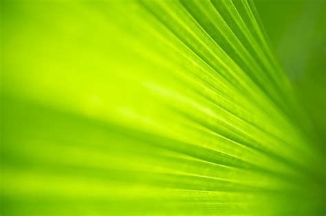 자연 녹색 식물 풍경 생태 신선한 배경 화면 개념으로 사용 하 여 텍스트에 대 한 복사 공간 정원에서 녹색 잎과 흐린 녹지