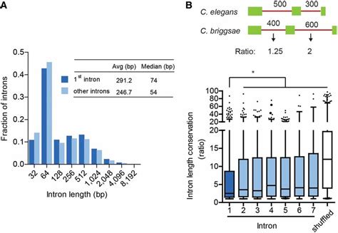 Intron Length And Length Conservation A Intron Length Distribution