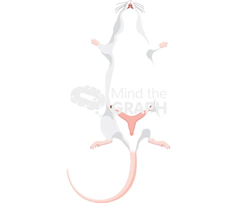 Free Rat Reproductive System Body Full Icons Symbols Pictures And Images Mind The Graph