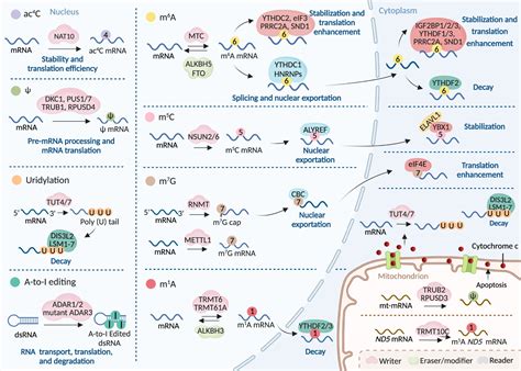 Rna Site