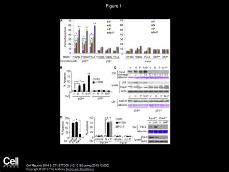 Paracrine Apoptotic Effect Of P53 Mediated By Tumor Suppressor Par 4