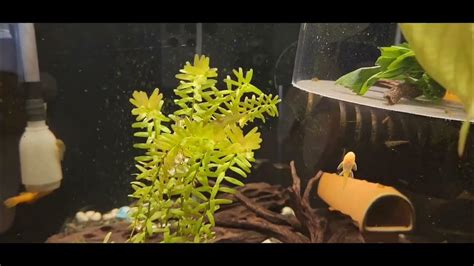 호박 고구마 정글 어항 이끼 슬러지 제거 안시 열대어 Youtube