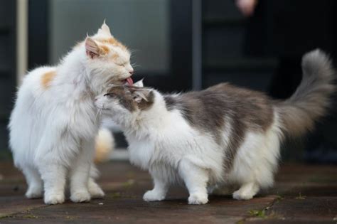 Cara Membedakan Jenis Kelamin Kucing Yang Penting Untuk Diketahui Lifestyle Katadata Co Id