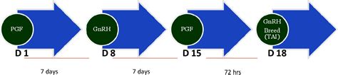 Figure 1 From Ovulation Synchronization And Timed Artificial