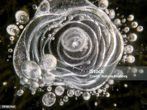 추상적 인 꽃 장미 와 얼음의 다른 패턴의 형태로 기포와 얼어 붙은 호수 물 녹조류와 어두운 바닥의 배경에 얼음 서리 형성에