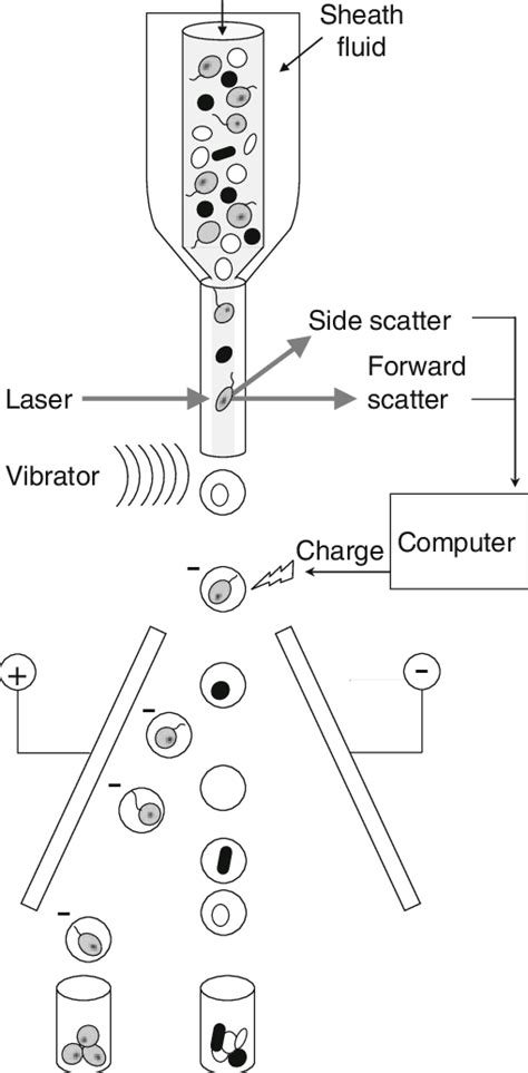 Schematic Diagram Of Flow Cytometry And Cell Sorting A Line Of Single Download Scientific