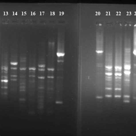 Cluster Analysis Of Box Pcr Fingerprints Showing The Genotypic