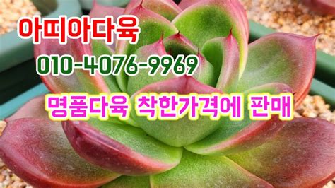 아띠아다육모주 컷팅 판매 창다육 명품다육 Youtube